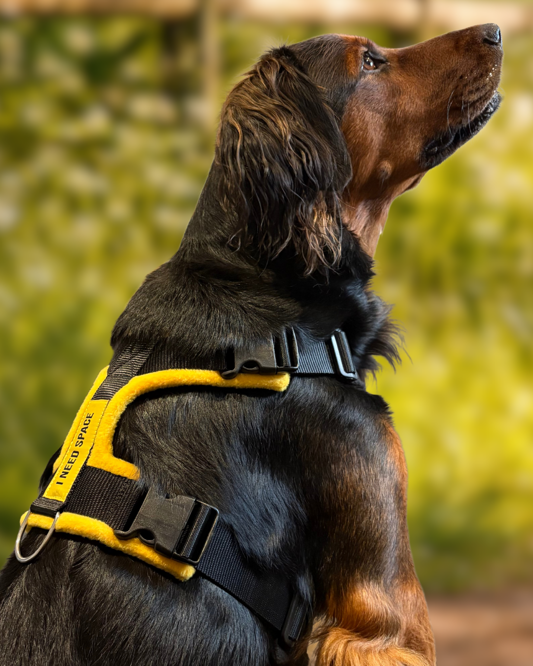 PerfectFit Dog Harness