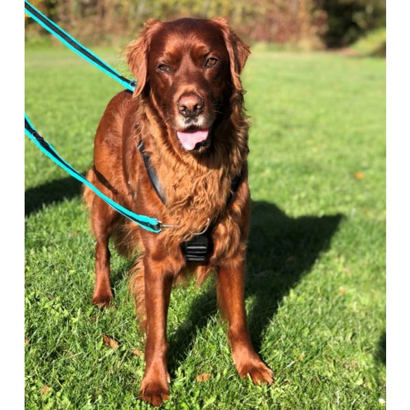 PerfectFit Dog Harness