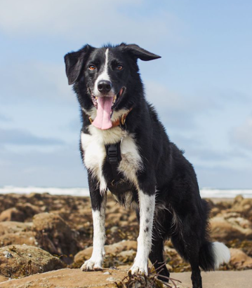 Border Collie Harness: Finding the harness for you
