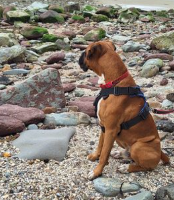 Boxer Harness: Where to find your perfect harness