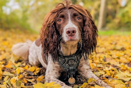 Springer Spaniel Harness: Why our harness is the right choice