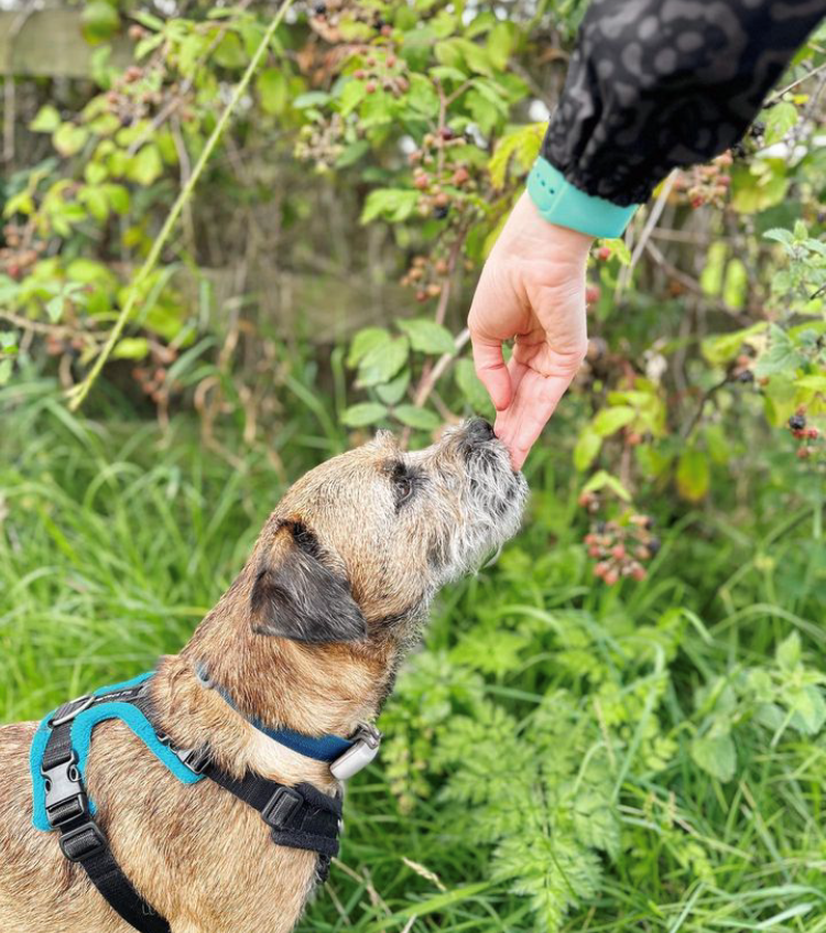 The Art of Understanding the Growl